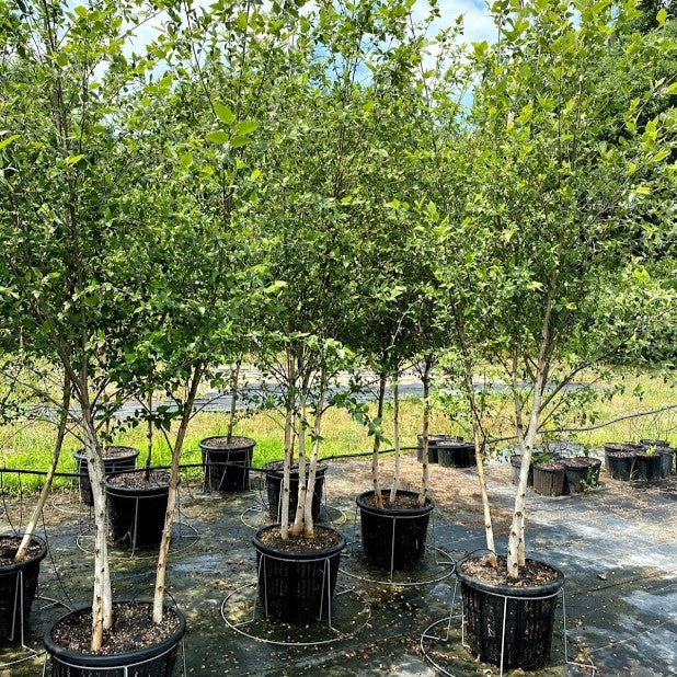 Trees – Unity Church Hill Nursery, LLC