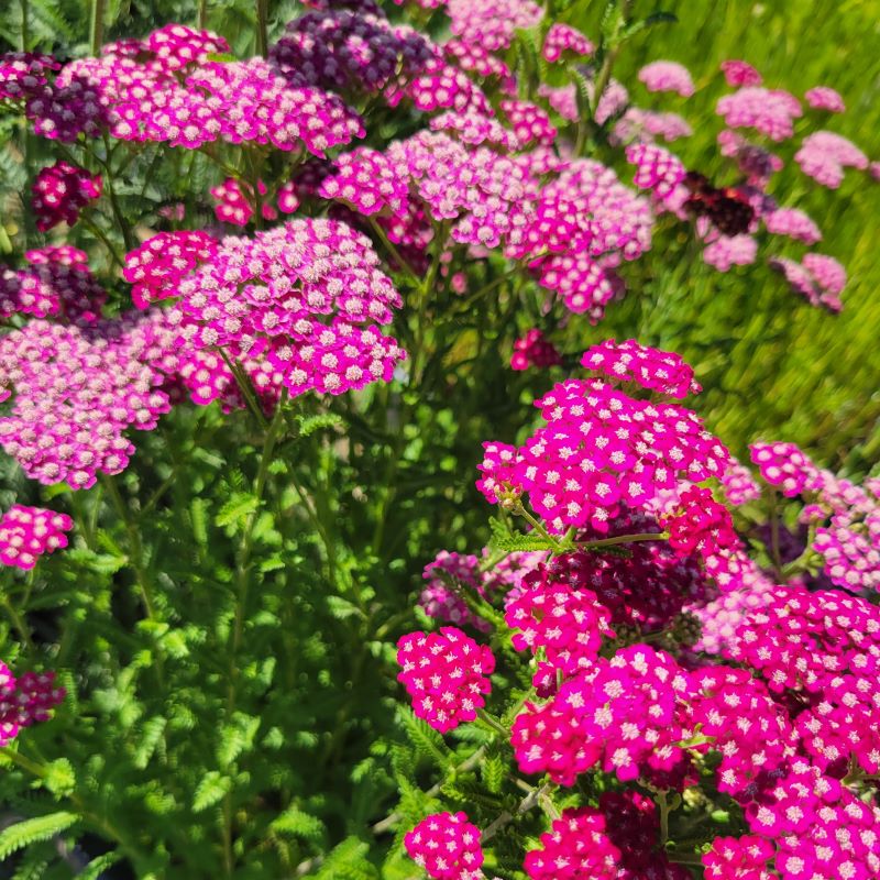 Perennials – Unity Church Hill Nursery, LLC