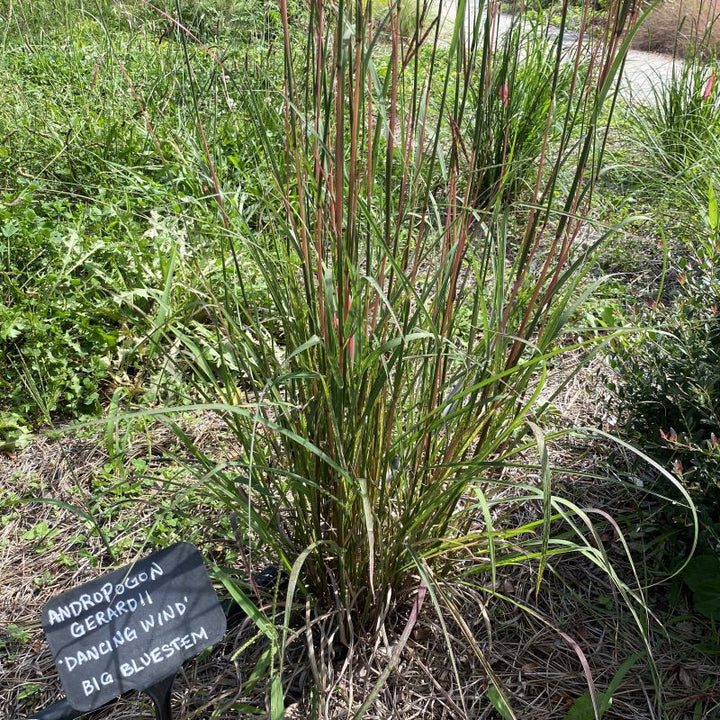 Grasses – Unity Church Hill Nursery, LLC