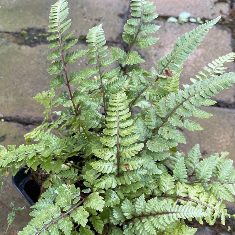 Ferns – Unity Church Hill Nursery, LLC