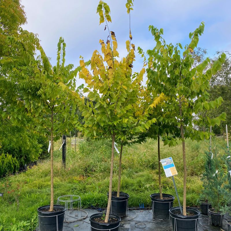 Trees – Unity Church Hill Nursery, LLC