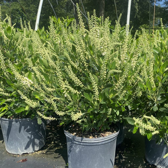 Clethra alnifolia 'Hummingbird' (Dwarf Summersweet) Unity Grown – Unity ...