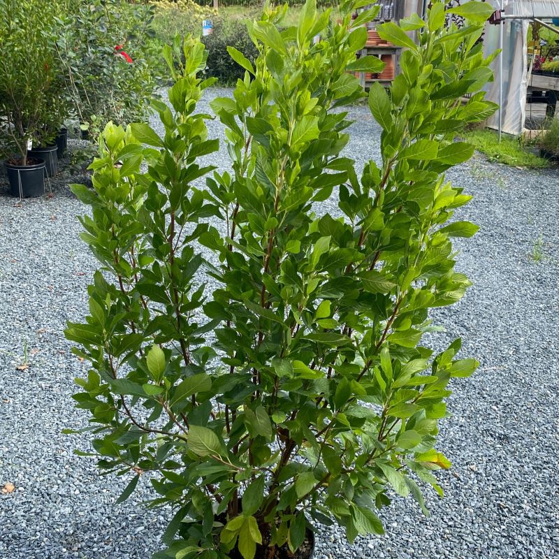 Clethra alnifolia 'Ruby Spice' (Pink Summersweet) Unity Grown – Unity ...