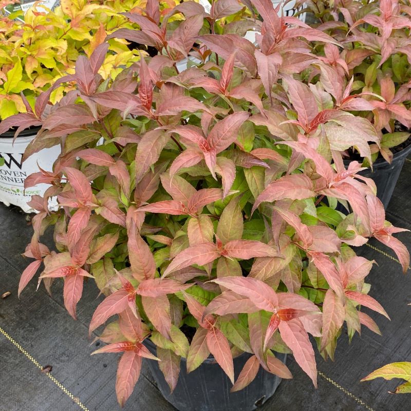 Diervilla rivularis 'Ru-Bee Wren' (Mountain Bush Honeysuckle) Unity Gr ...