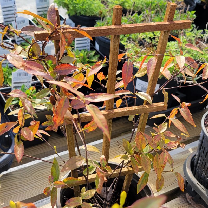 Gelsemium sempervirens 'Margarita' (Carolina Jessamine) – Unity Church ...
