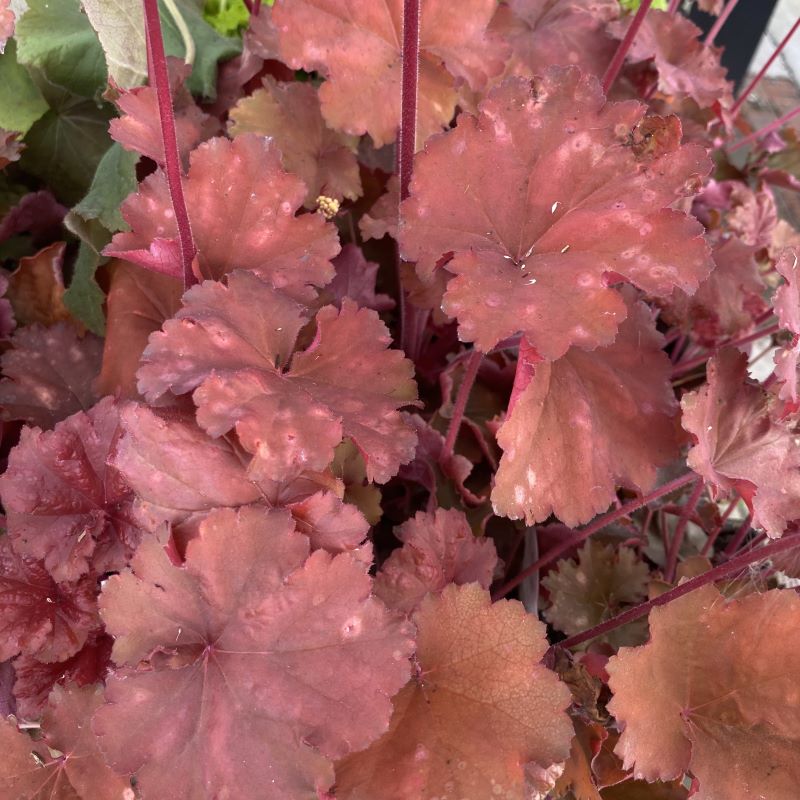 Heuchera x 'Rio' (Coral Bells) – Unity Church Hill Nursery, LLC