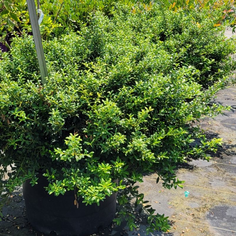 Ilex crenata 'Soft Touch' (Japanese Holly) – Unity Church Hill Nursery, LLC