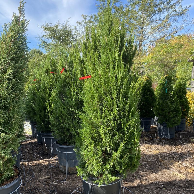 Juniperus virginiana 'Taylor' (Eastern Red Cedar) – Unity Church Hill ...