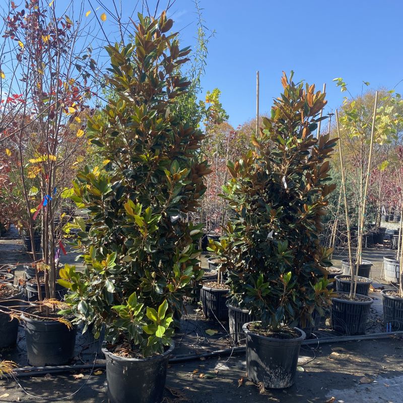 magnolia grandiflora gallisoniensis