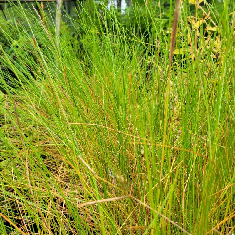 Spartina patens (Saltmeadow Cordgrass) Unity Grown – Unity Church Hill ...