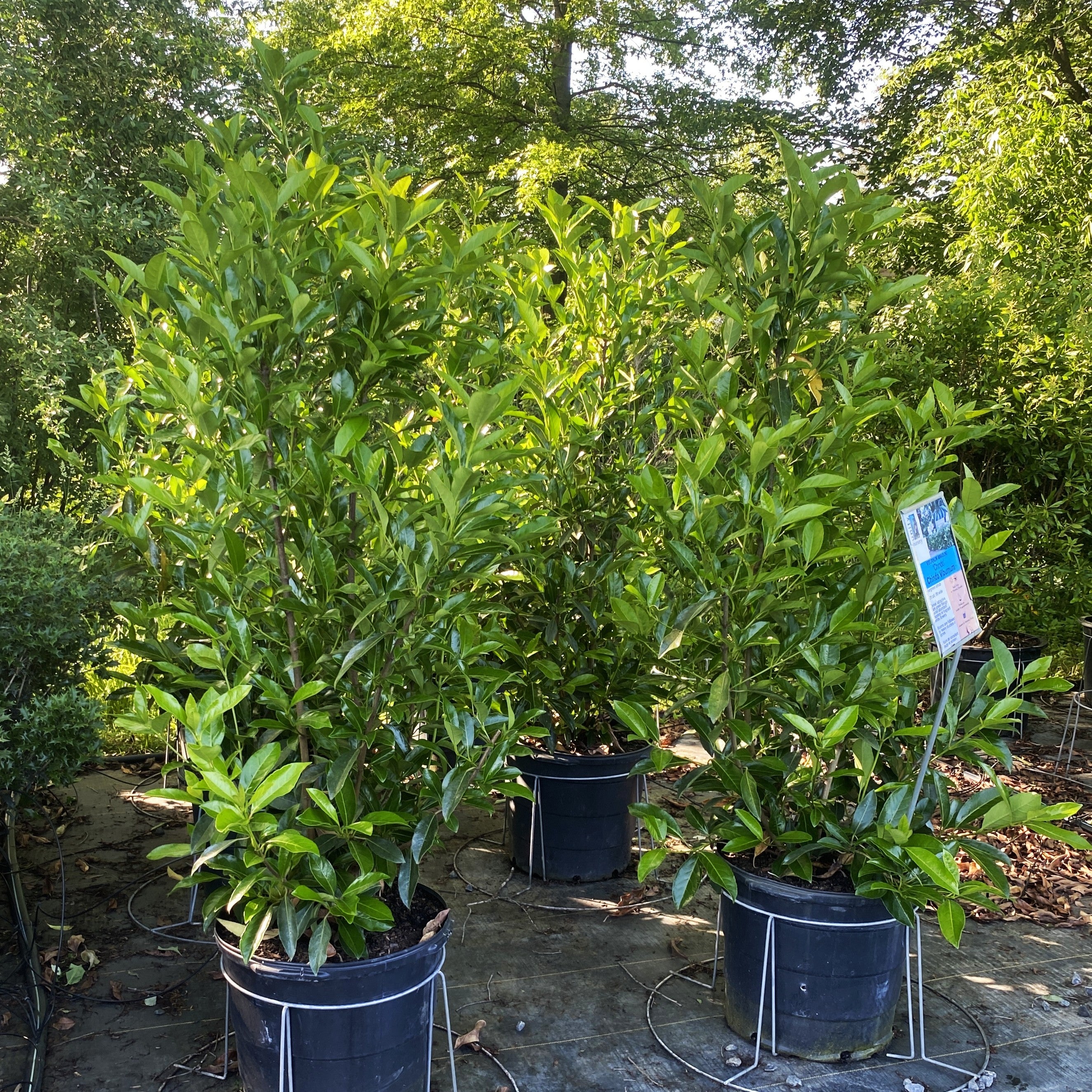 Viburnum awabuki 'Chindo' (Sweet Viburnum) Unity Grown – Unity Church ...