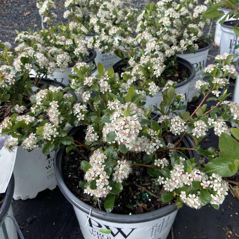 Aronia melanocarpa Low Scape Mound® (Chokeberry) Unity Grown – Unity ...